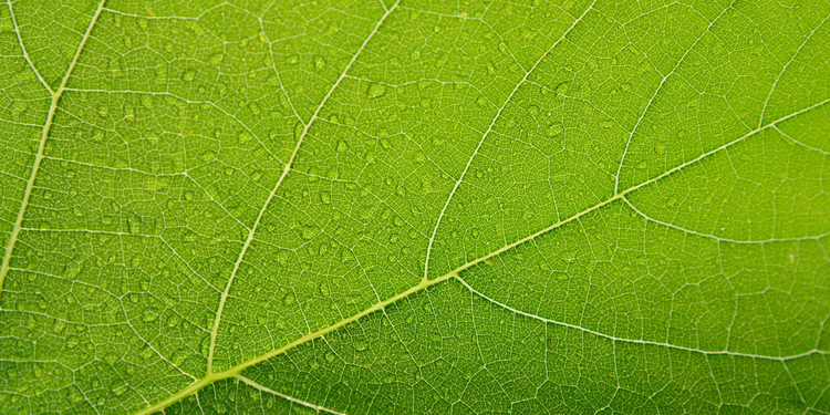 Green Endoscopy | Supporting Green Endoscopy and Greener NHS – Omnimed